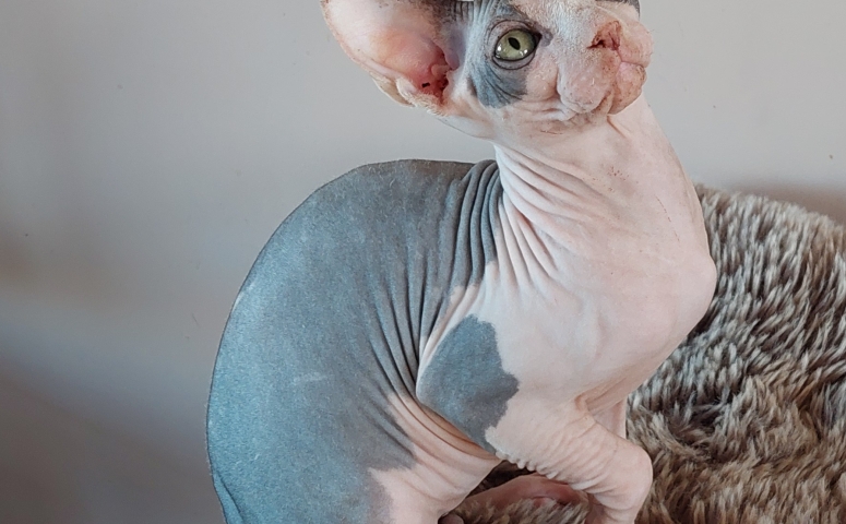 Chatons Sphynx | TOUT CHAT TOUT CHIEN