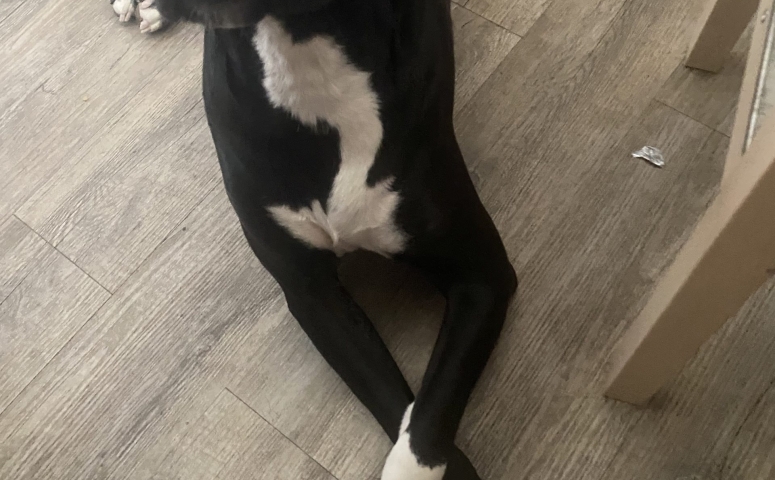 Sparrow labrador staff | TOUT CHAT TOUT CHIEN